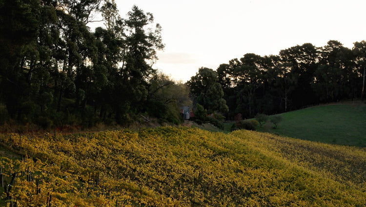 Jean Bouteille Wines